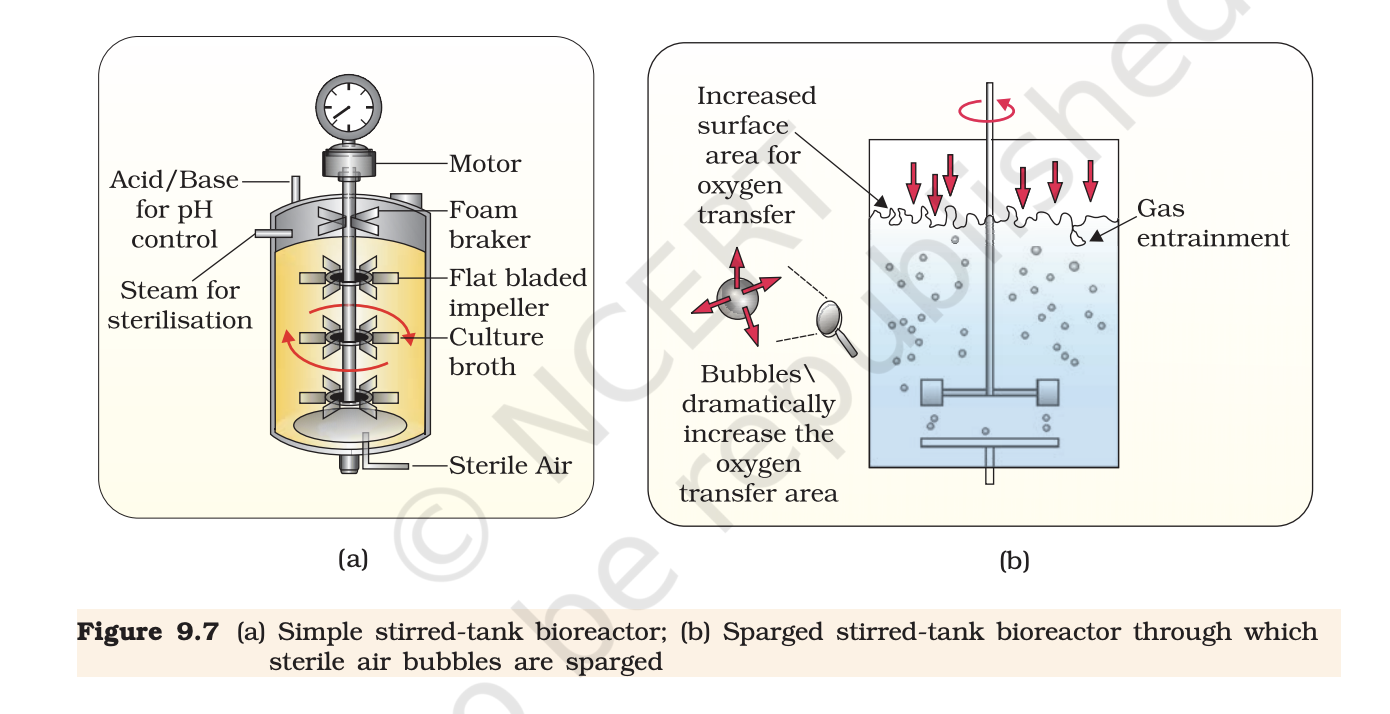 In Sparged stirred-tank bioreactor, the stirrer facilitates mixing and ...